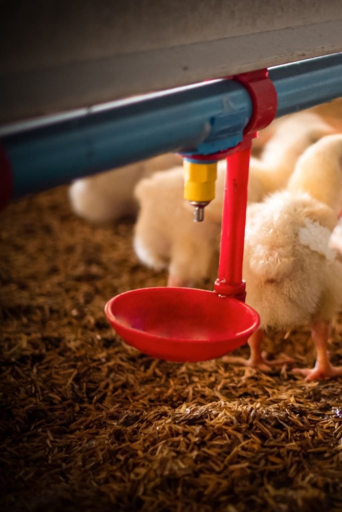 Grow Chicken - Everything You Need to Know to Raise Chickens