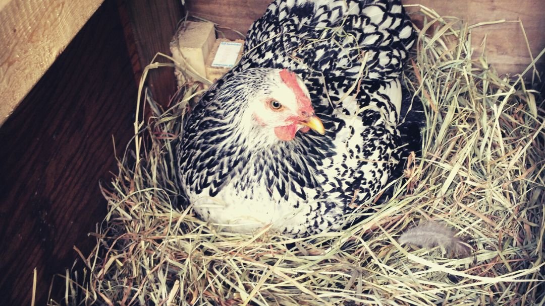 Where to Put Chicken Nesting Boxes - Grow Chicken