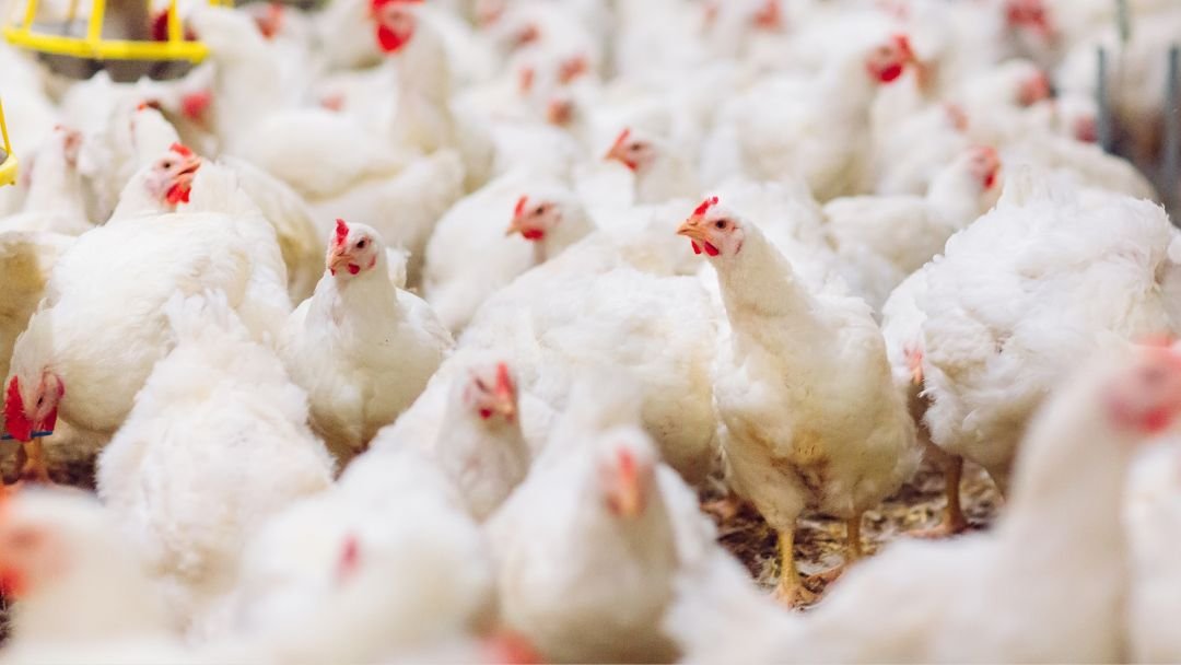 What Is Chicken Water Belly - Grow Chicken