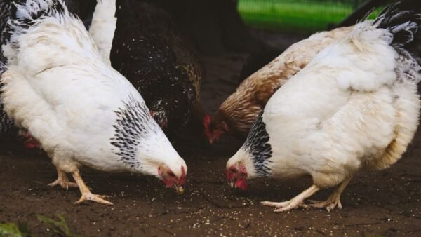 Find the 5 Best Layer Feed for Chickens in 2026 - Grow Chicken