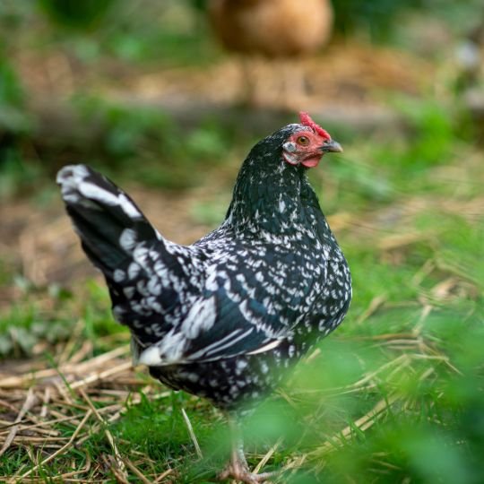 85 Chicken Breeds by Purpose | Grow Chicken