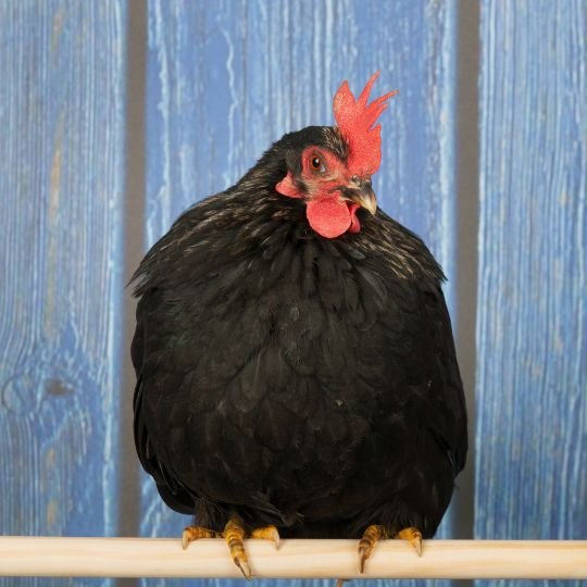 85 Chicken Breeds by Purpose [Complete Guide] - Grow Chicken