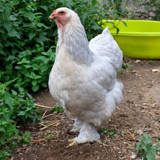 85 Chicken Breeds by Purpose [Complete Guide] - Grow Chicken
