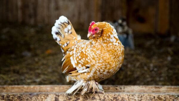 Starlight Green Egger: A Complete Breed Guide – Unveiling the Secrets ...