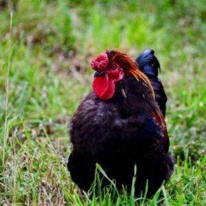 85 Chicken Breeds by Purpose | Grow Chicken