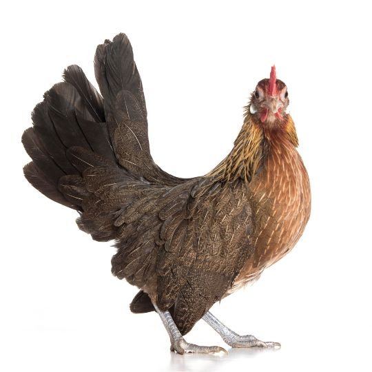 85 Chicken Breeds by Purpose [Complete Guide] - Grow Chicken