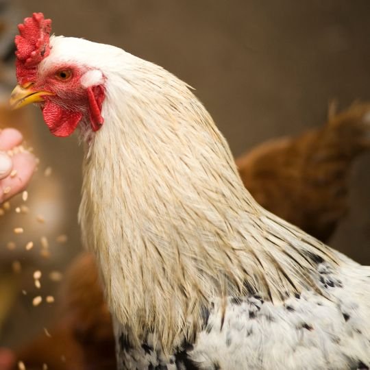 85 Chicken Breeds by Purpose [Complete Guide] - Grow Chicken