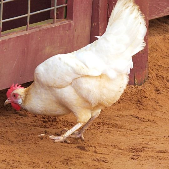 85 Chicken Breeds by Purpose [Complete Guide] - Grow Chicken