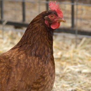 85 Chicken Breeds by Purpose [Complete Guide] - Grow Chicken