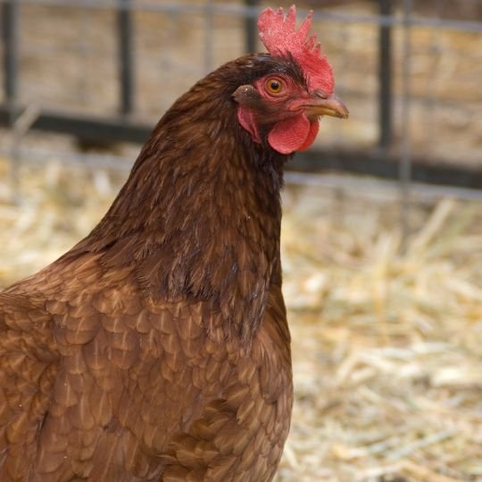85 Chicken Breeds by Purpose [Complete Guide] - Grow Chicken