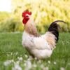 85 Chicken Breeds by Purpose | Grow Chicken