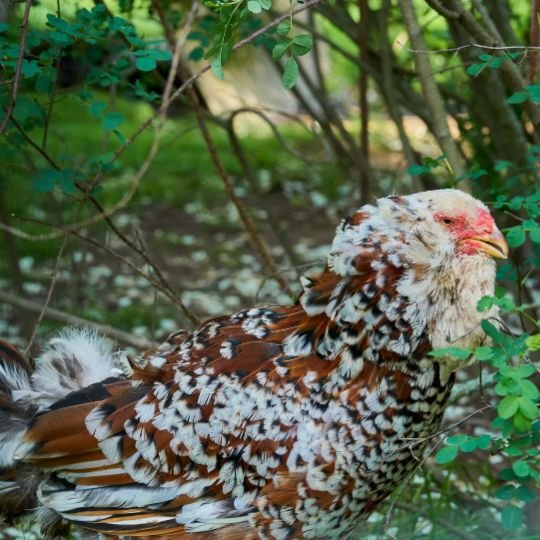85 Chicken Breeds by Purpose | Grow Chicken