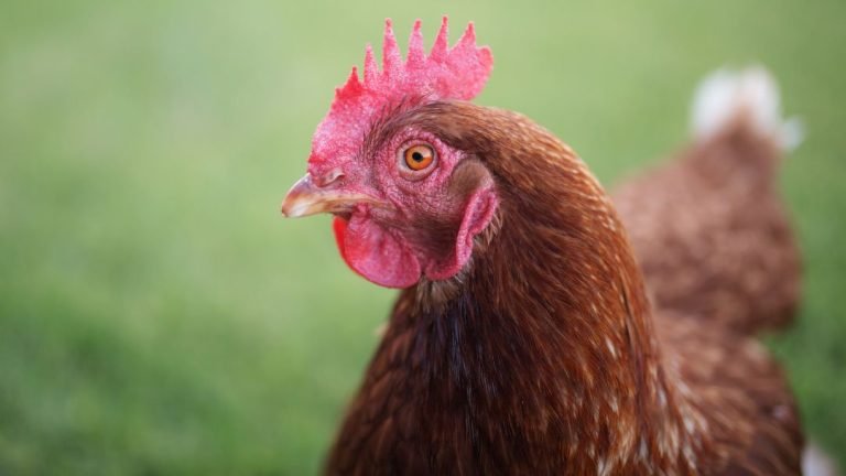 What Is The Best Chicken Breed For Meat | Grow Chicken