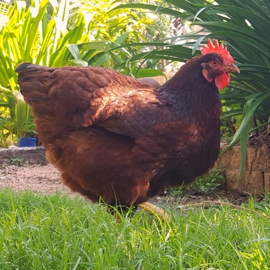 85 Chicken Breeds by Purpose [Complete Guide] - Grow Chicken
