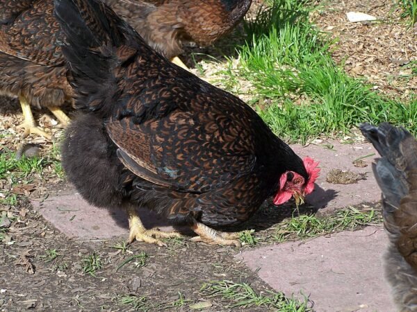 Scots Dumpy Chicken Breed: History, Characteristics, Temperament & Comb ...