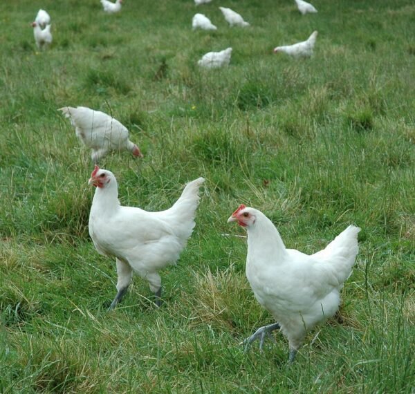 Bresse Chicken Breed | Grow Chicken