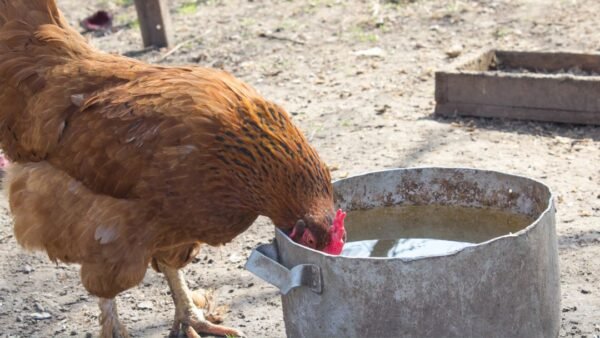 17 Common Chicken Predators And How To Prevent Them - Grow Chicken