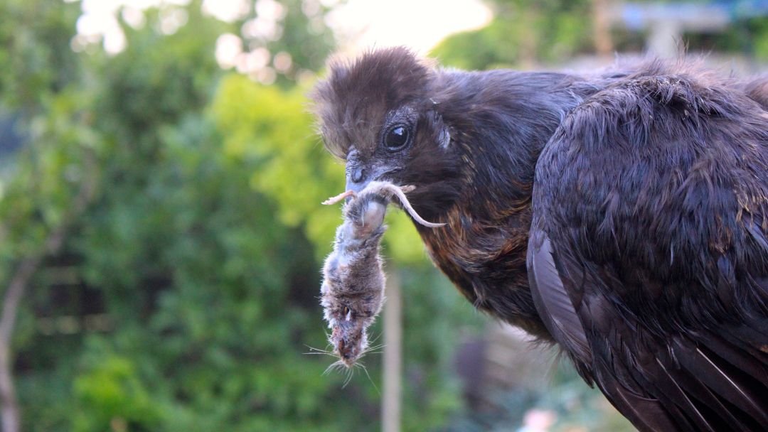 17 Common Chicken Predators And How To Prevent Them - Grow Chicken