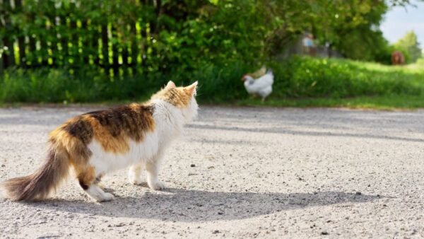 17 Common Chicken Predators And How To Prevent Them - Grow Chicken