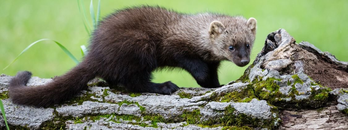 17 Common Chicken Predators And How To Prevent Them - Grow Chicken