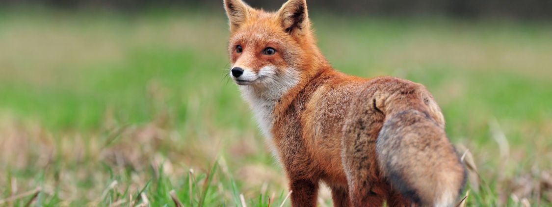 17 Common Chicken Predators And How To Prevent Them - Grow Chicken