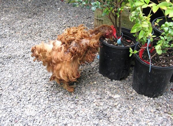 Frizzle Chicken Breed | Grow Chicken