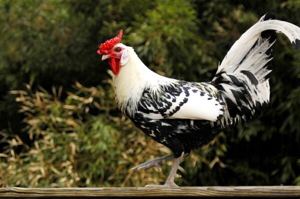 Penedesenca Chicken Breed: History, Characteristics, Temperament & Comb ...