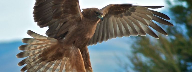 17 Common Chicken Predators And How To Prevent Them - Grow Chicken