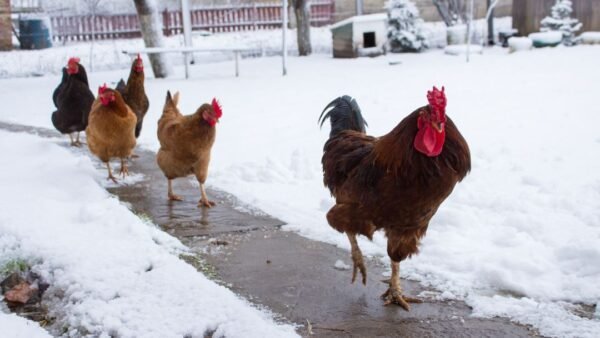 How to Keep Chickens Warm in Winter | Grow Chicken