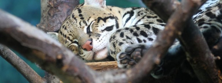 17 Common Chicken Predators And How To Prevent Them - Grow Chicken