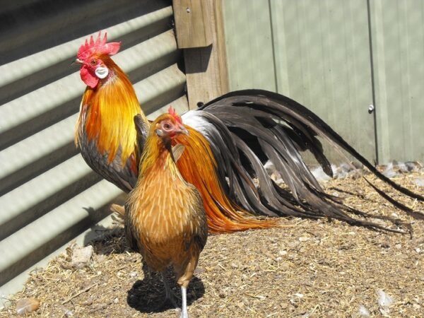 Minorca Chicken Breed: History, Characteristics, Temperament & Comb ...