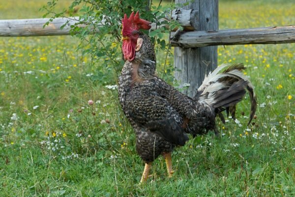 Dutch Bantam Chicken Breed: History, Characteristics, Temperament ...
