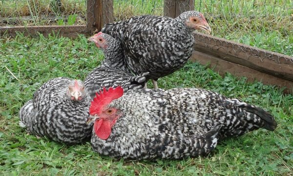 Marans Chicken Breed | Grow Chicken