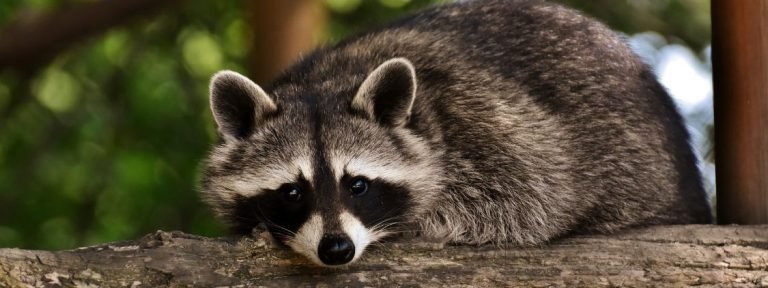 17 Common Chicken Predators And How To Prevent Them - Grow Chicken