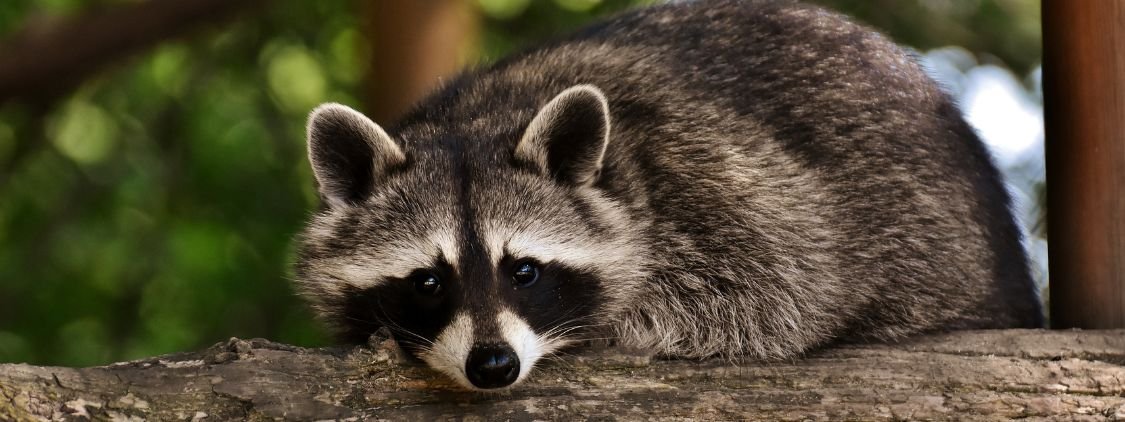 17 Common Chicken Predators And How To Prevent Them - Grow Chicken