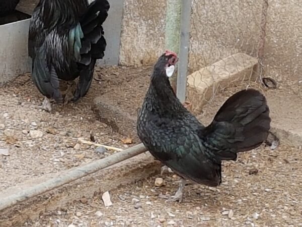 Rosecomb Chicken Breed - Grow Chicken