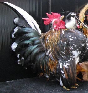 Penedesenca Chicken Breed: History, Characteristics, Temperament & Comb ...