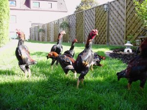 Penedesenca Chicken Breed: History, Characteristics, Temperament & Comb ...