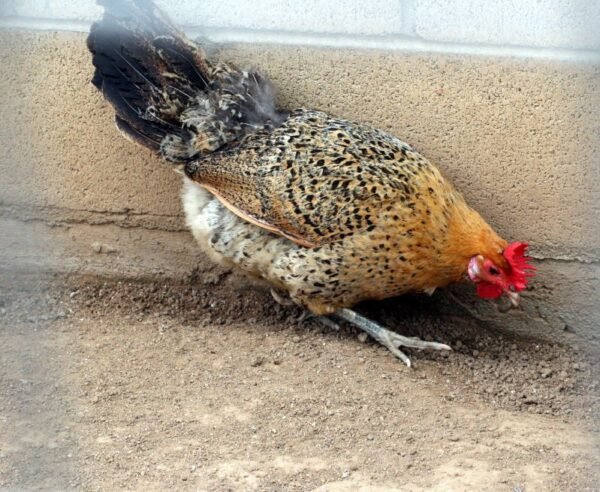 Scots Dumpy Chicken Breed: History, Characteristics, Temperament & Comb ...