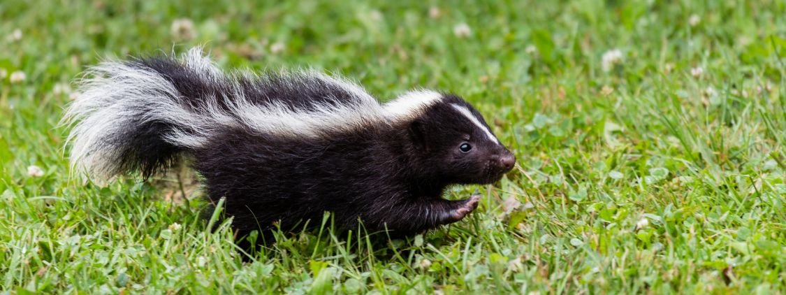 17 Common Chicken Predators And How To Prevent Them - Grow Chicken