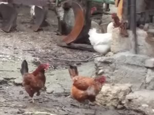 Brahma Chicken Breed: History, Characteristics, Temperament & Comb Type ...