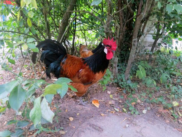 Vorwerk Chicken Breed | Grow Chicken