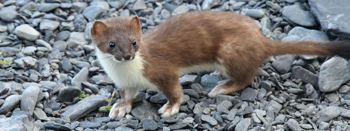 17 Common Chicken Predators And How To Prevent Them - Grow Chicken