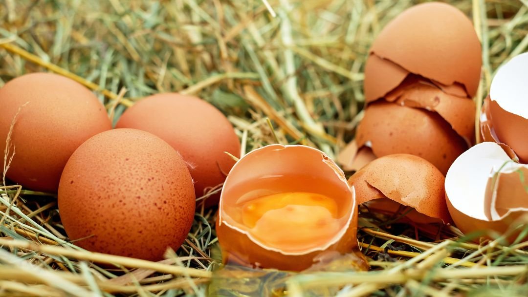 Why Do Chickens Eat Their Own Eggs - Grow Chicken