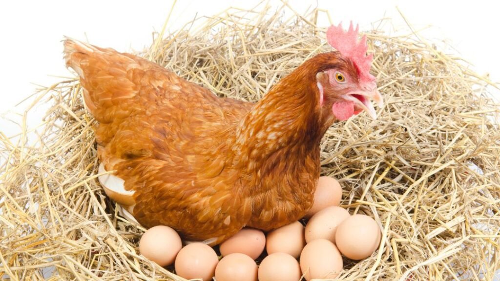 12 Surprising Explanations: Chickens Lay Soft Shell Eggs - Grow Chicken