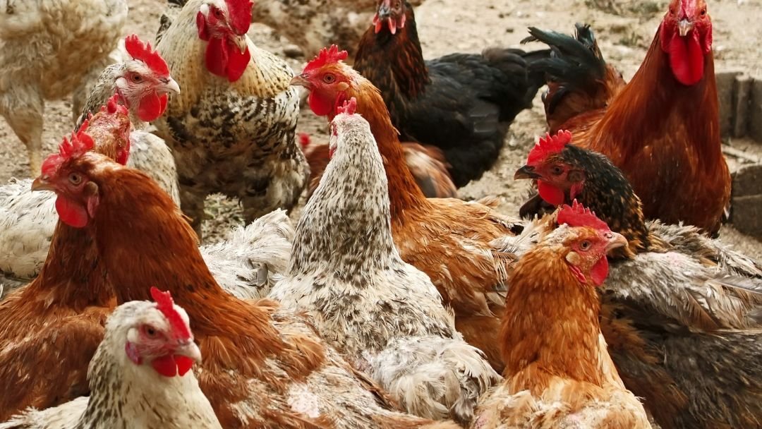 Chicken Breeding And Genetics : Unlocking the Secrets for Optimal ...
