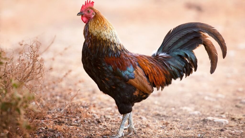 Wry Neck In Chickens: Powerful Solutions for a Common Poultry Condition ...