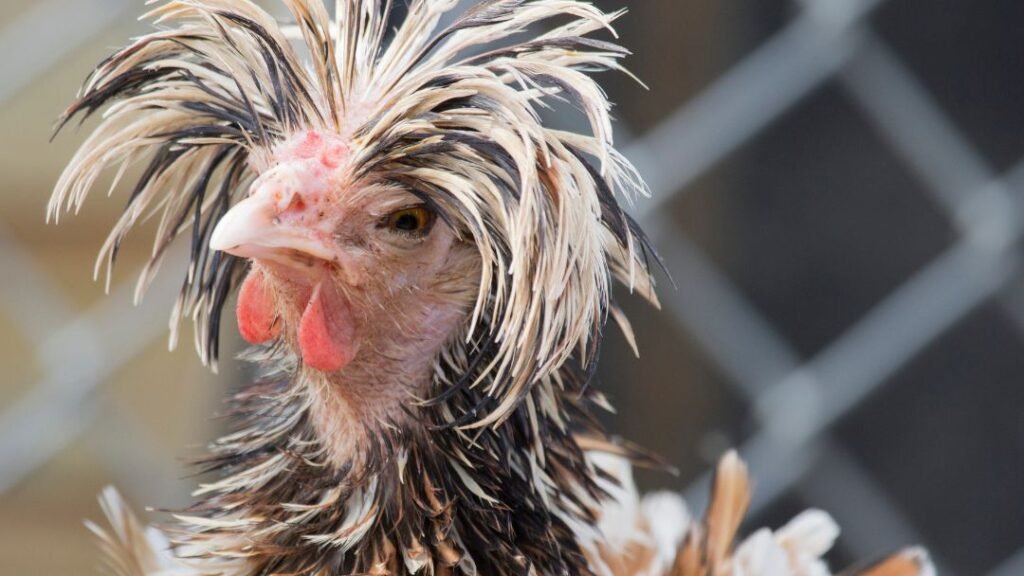 How Do Chickens Sleep? Discover the Secret to Their Restful Slumber ...