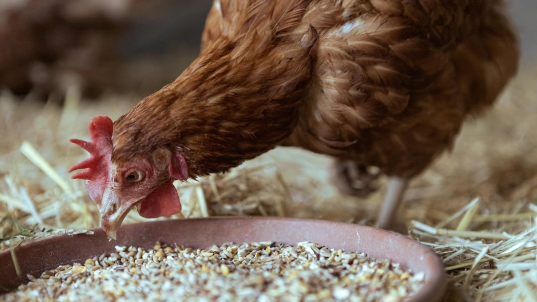 Blood in Chicken Poop: Discover the Hidden Dangers and Effective ...