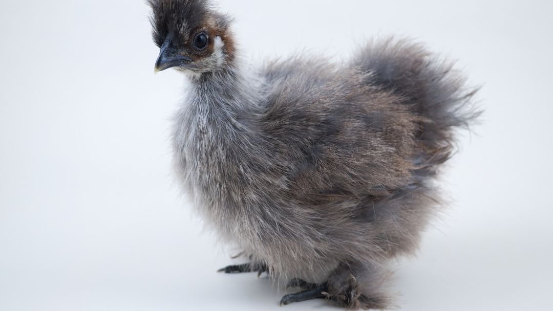 10 Fluffy Chicken Breeds That Are Kid-Friendly: Discover the Perfect ...